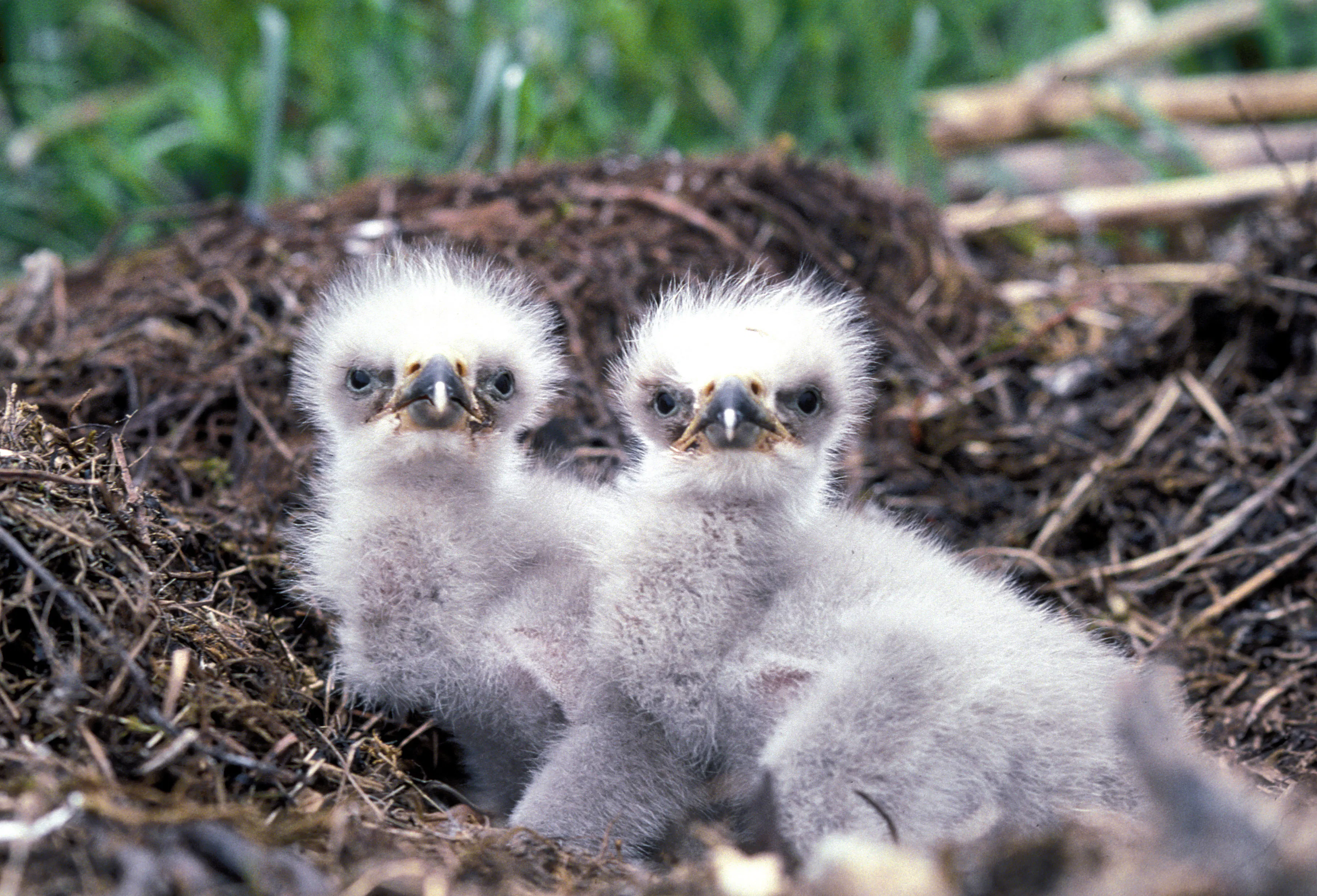 Bald Eagle Defenders Of Wildlife